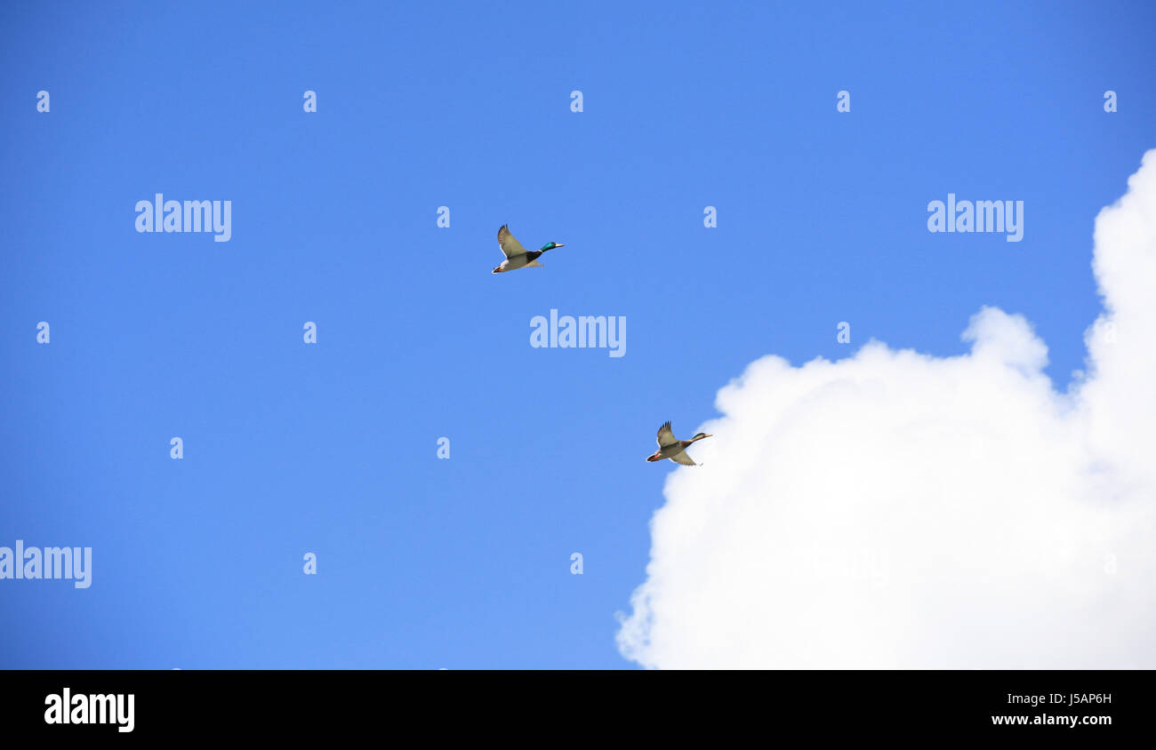Birds flyby hi-res stock photography and images - Alamy