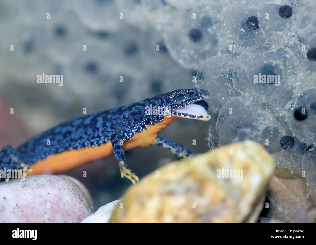 to gorge engulf devour salamander spawn alpine newt predator bandit ...
