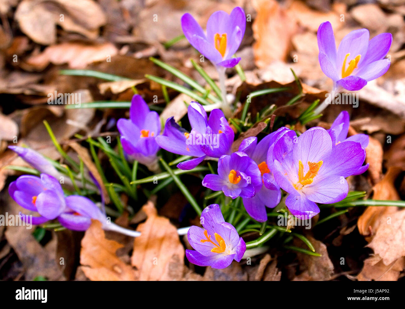 heralds of spring Stock Photo - Alamy