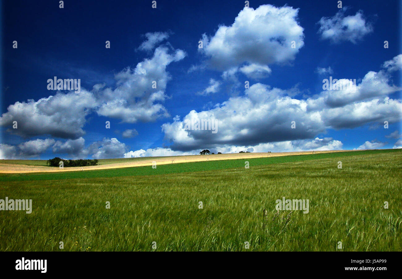 tree field summer summerly hay grow group scenery countryside nature ...