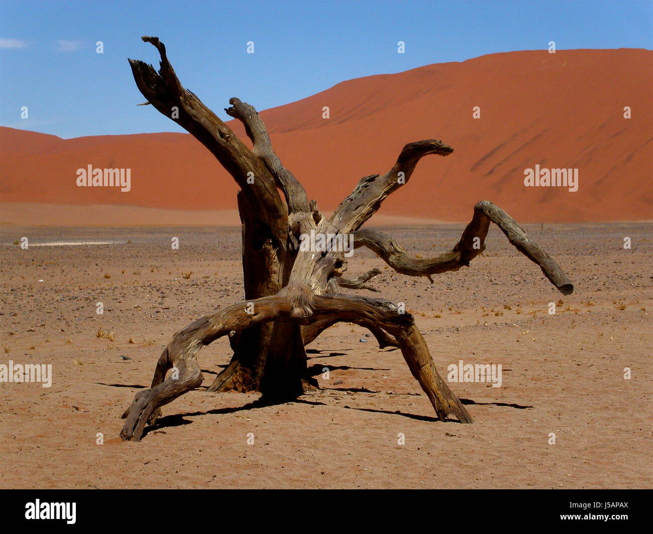 desert wasteland africa namibia sculpture nature alter baum trockner ...