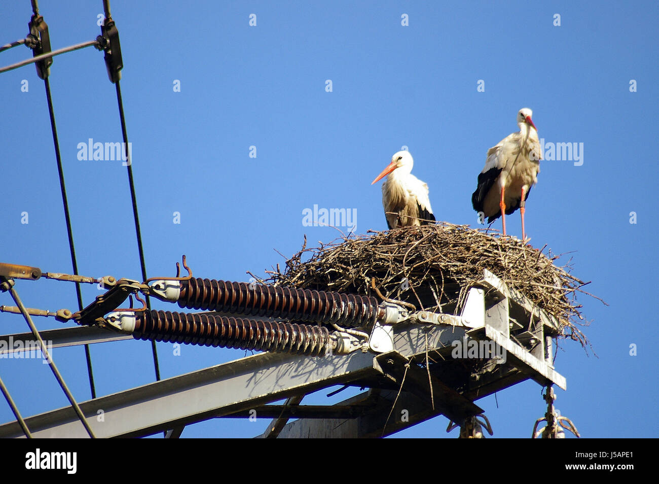energy power electricity electric power stork nest certain storks ...