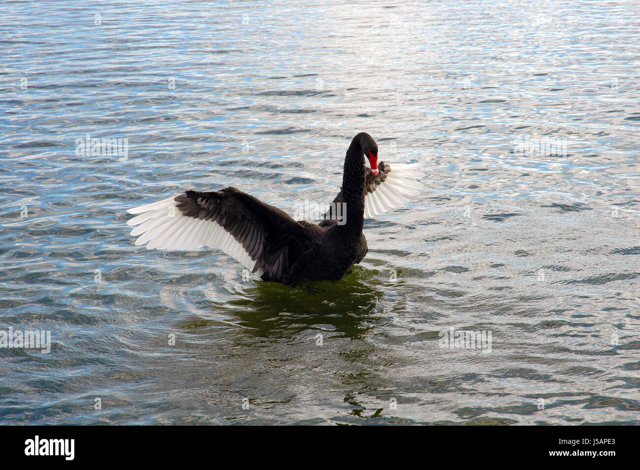 Muscles of birds hi-res stock photography and images - Alamy