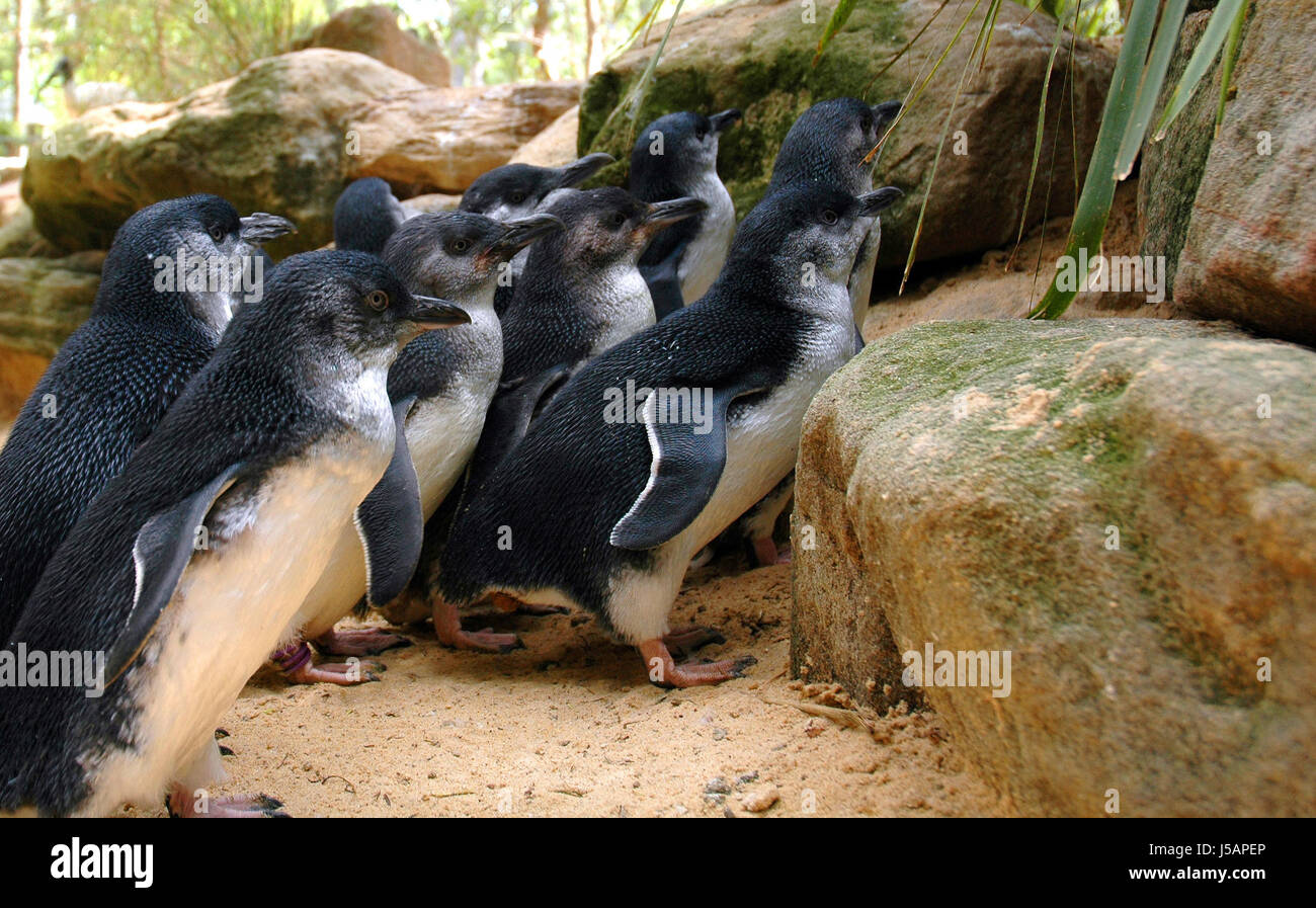wait waiting PC computers computer service park animal fauna animals ...