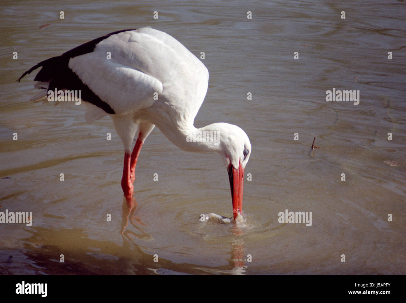 hunt perseverance stork prey booty migrant birds of passage achieve ...