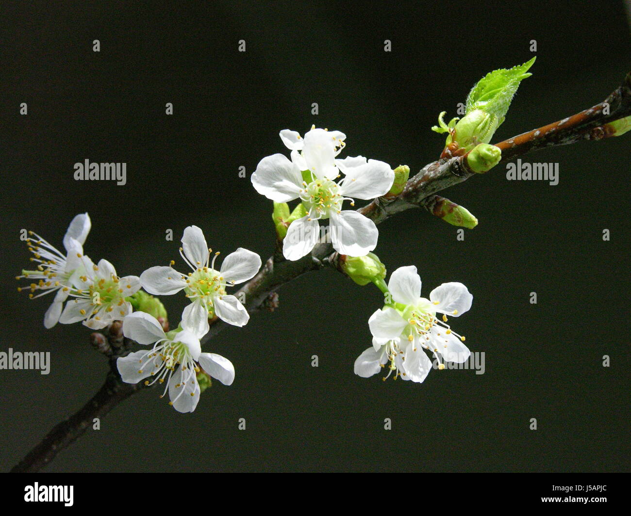 leaf tree green bloom blossom flourish flourishing leaves branch buds ...