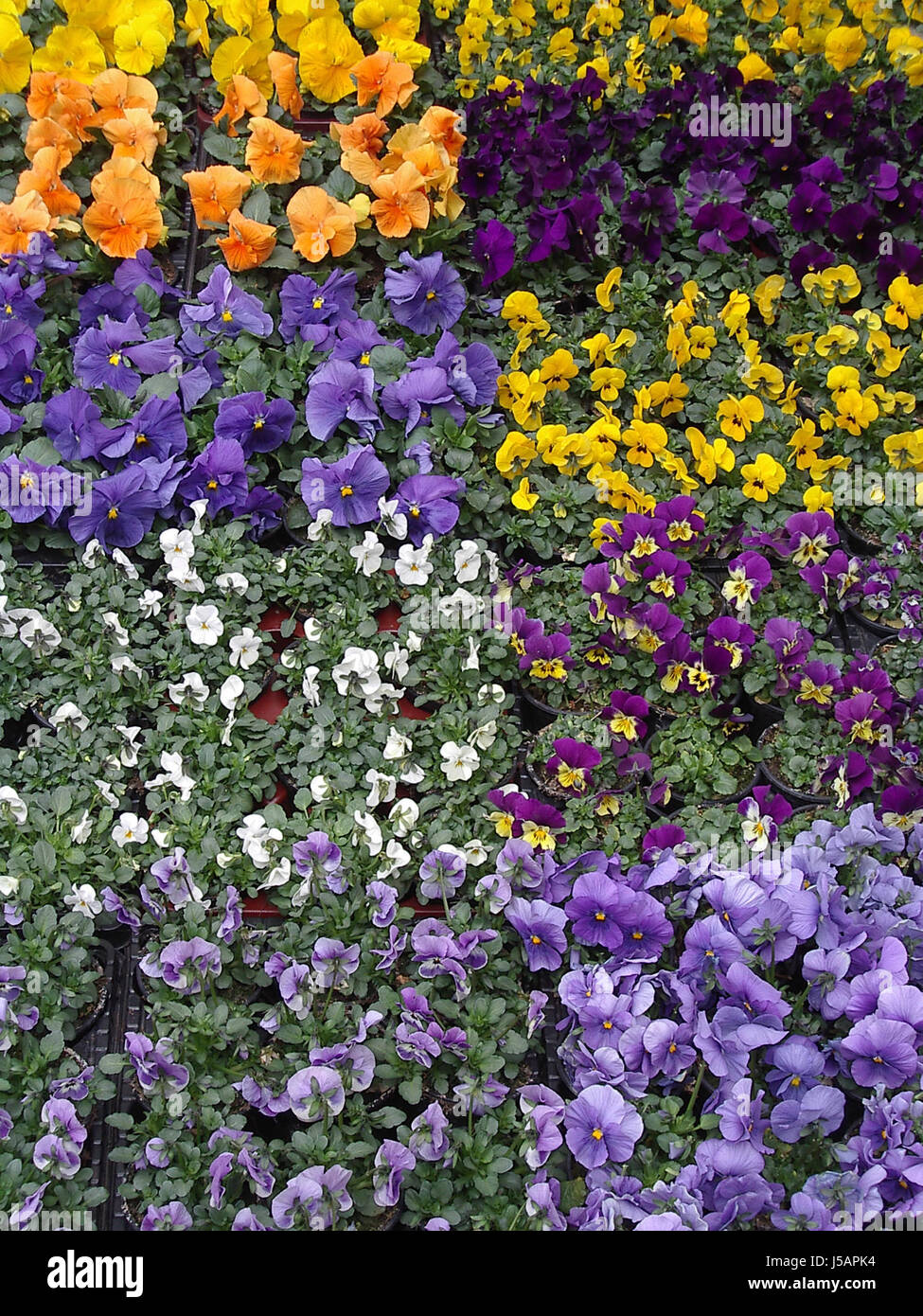 garden coloured colourful gorgeous multifarious richly coloured spring ...