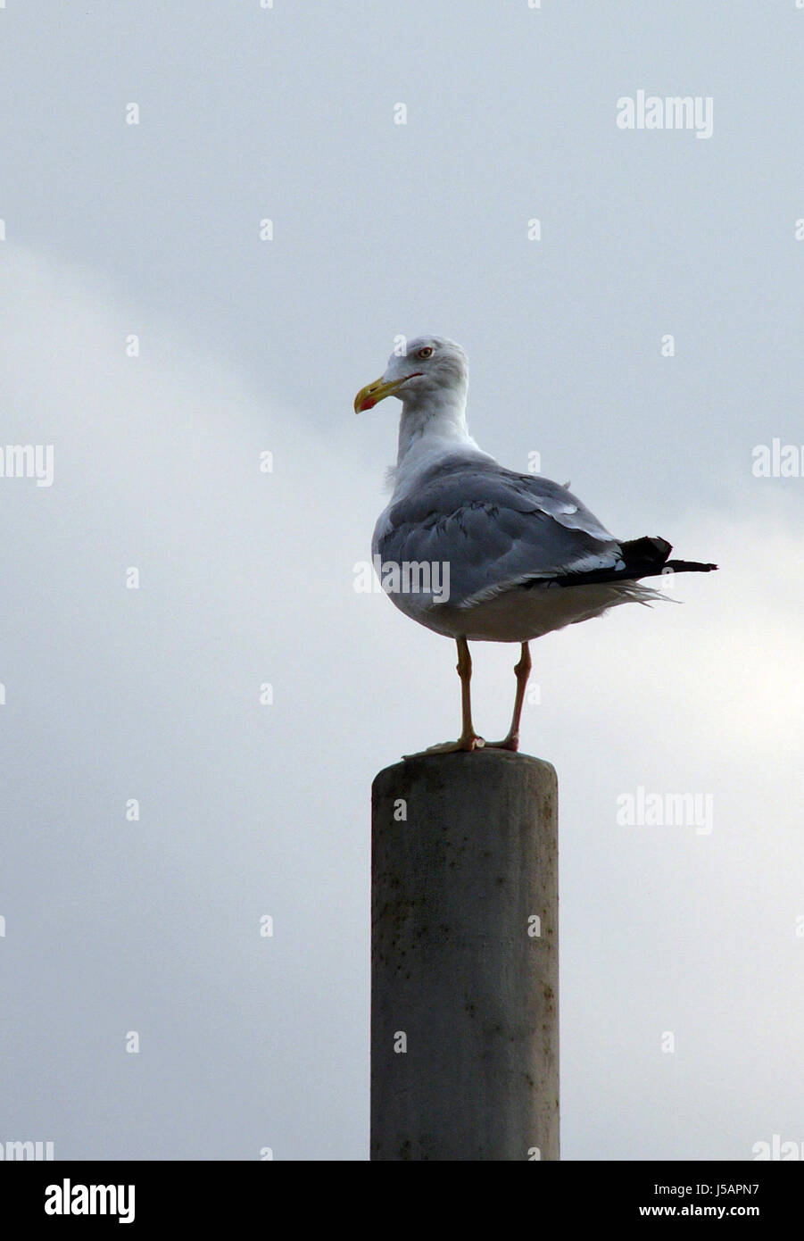 wait waiting animal bird wood animals birds wanderlust harbor ...