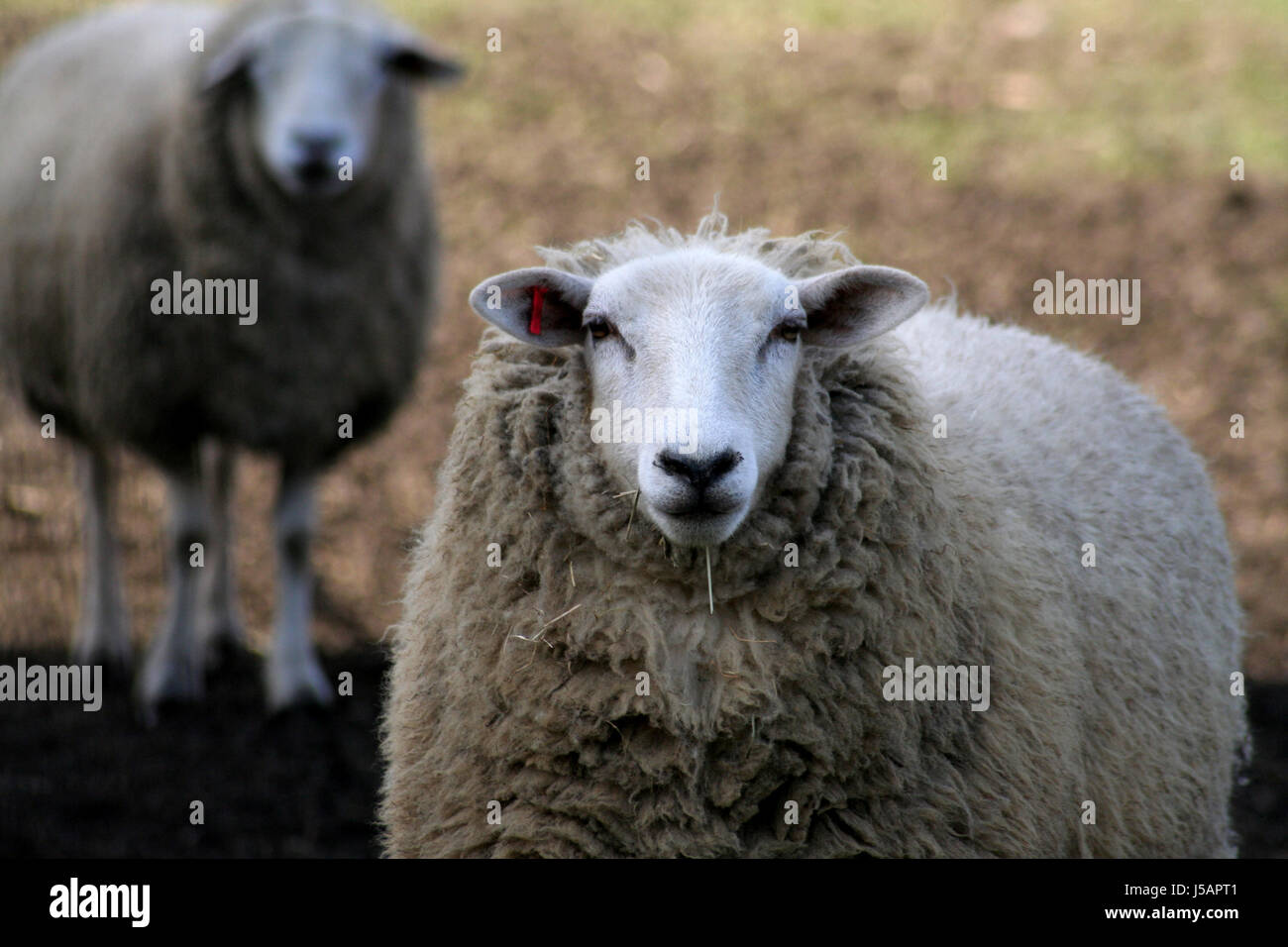 animal mammal curious nosey nosy look glancing see view looking peeking ...