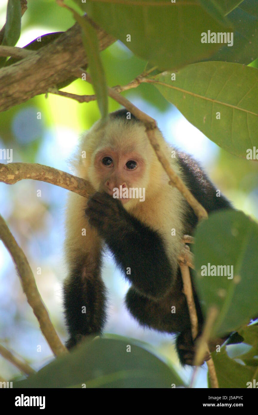 face monkey virgin forest blank european caucasian apes rise climb ...