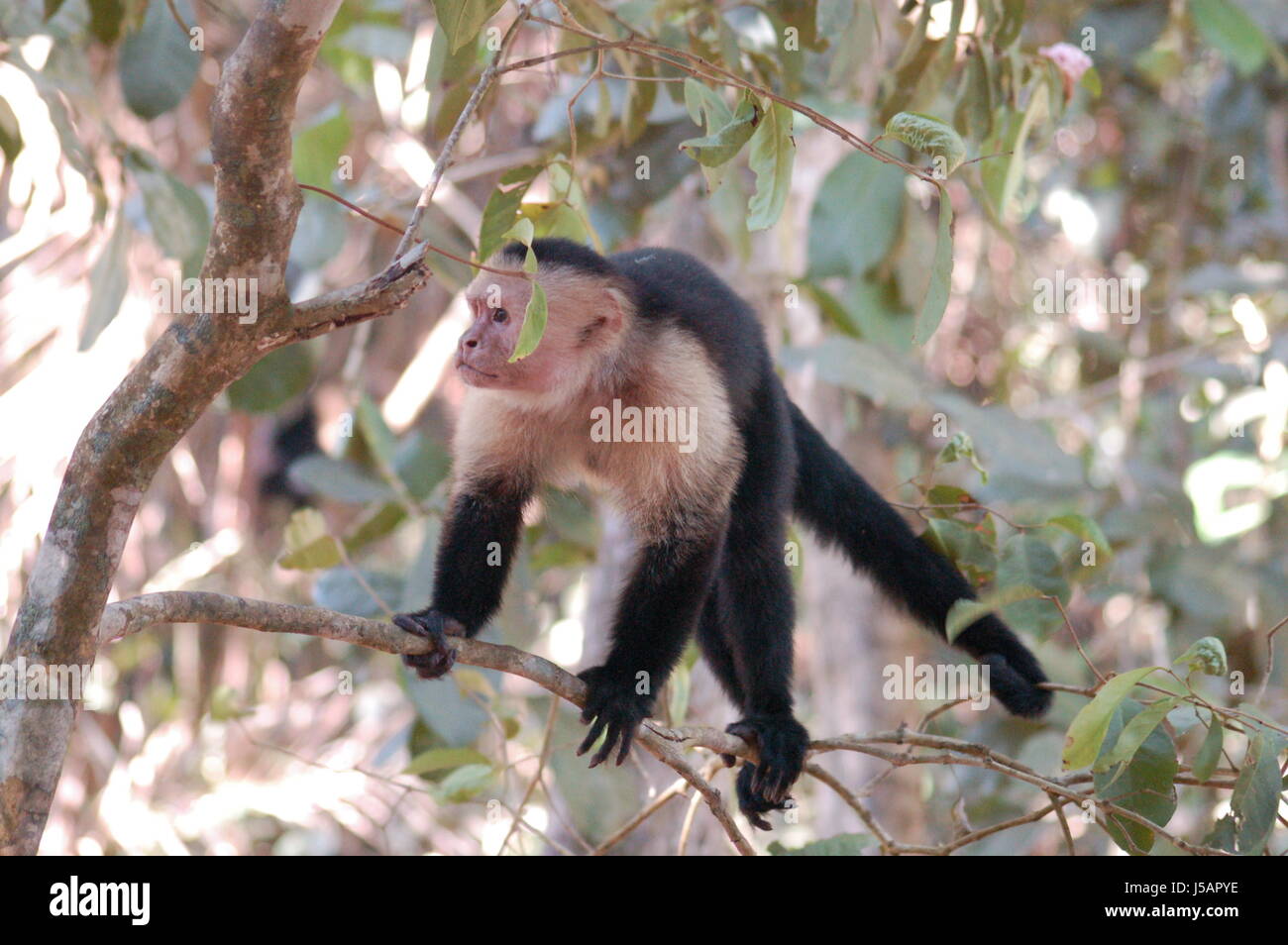 face monkey virgin forest blank european caucasian apes rise climb ...