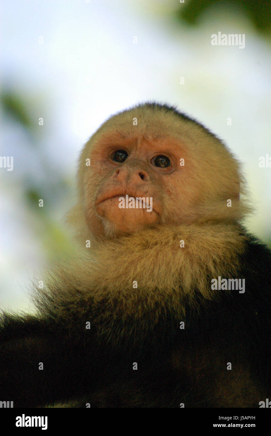 face monkey virgin forest blank european caucasian apes farsightedness ...