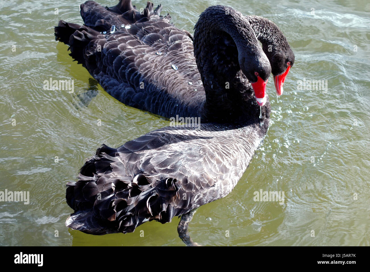 Spring fever in animals hi-res stock photography and images - Alamy