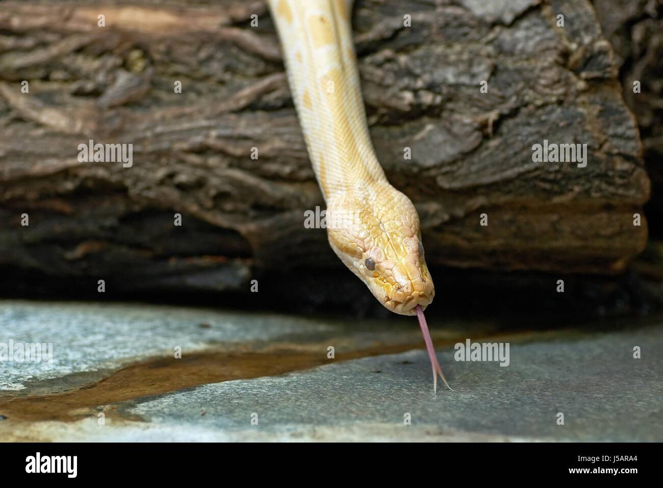 tiger python (albino Stock Photo - Alamy