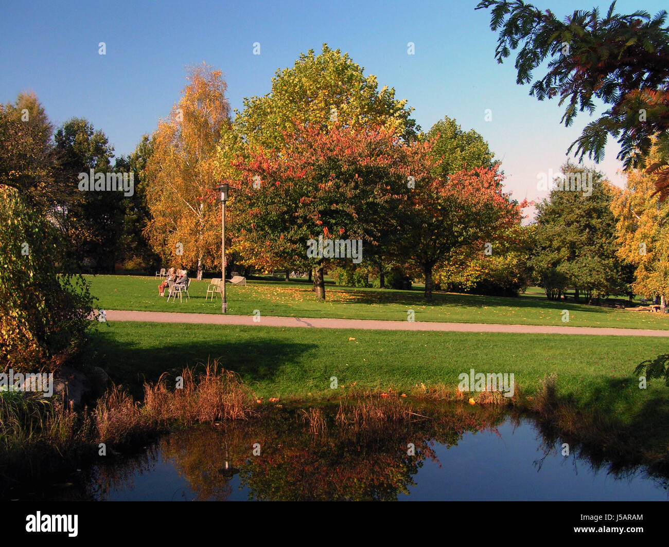 shine shines bright lucent light serene luminous tree trees park plant ...