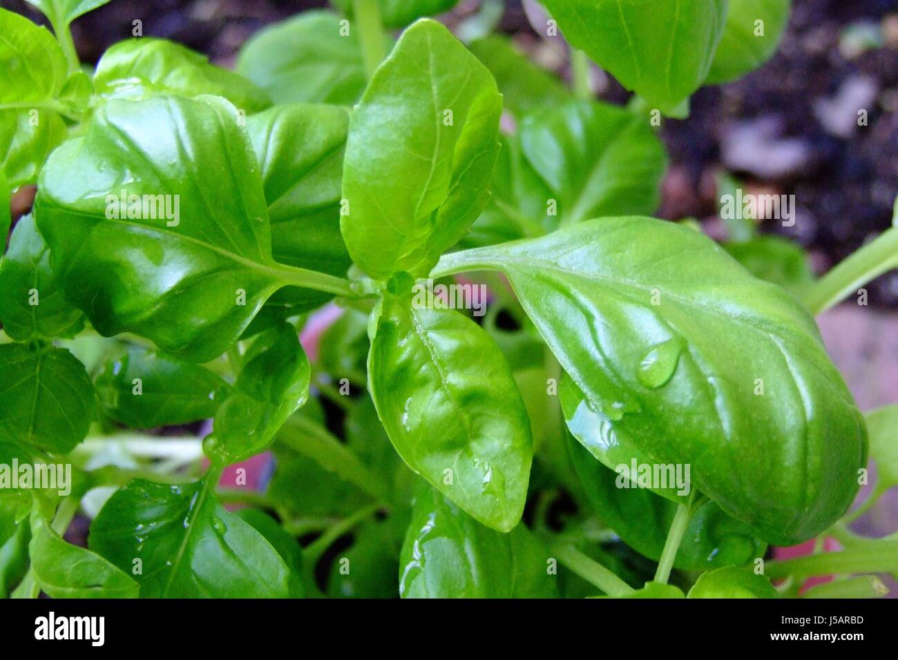 green water mediterranean salt water sea ocean basil italian flavour ...