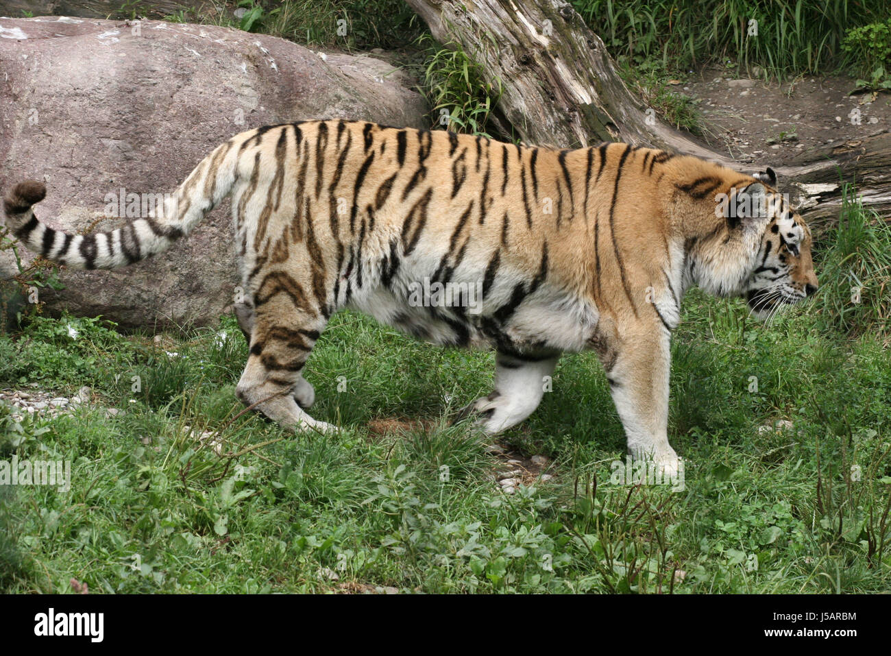 teeth animals cat big cat feline predator tiger zoom emperor king ...