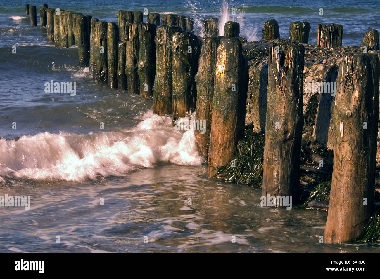 Baltic ducks hi-res stock photography and images - Alamy