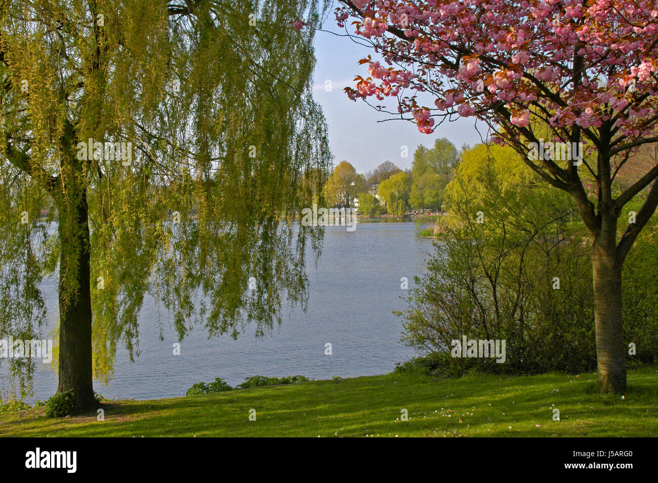 tree trees waters bloom blossom flourish flourishing deciduous tree ...