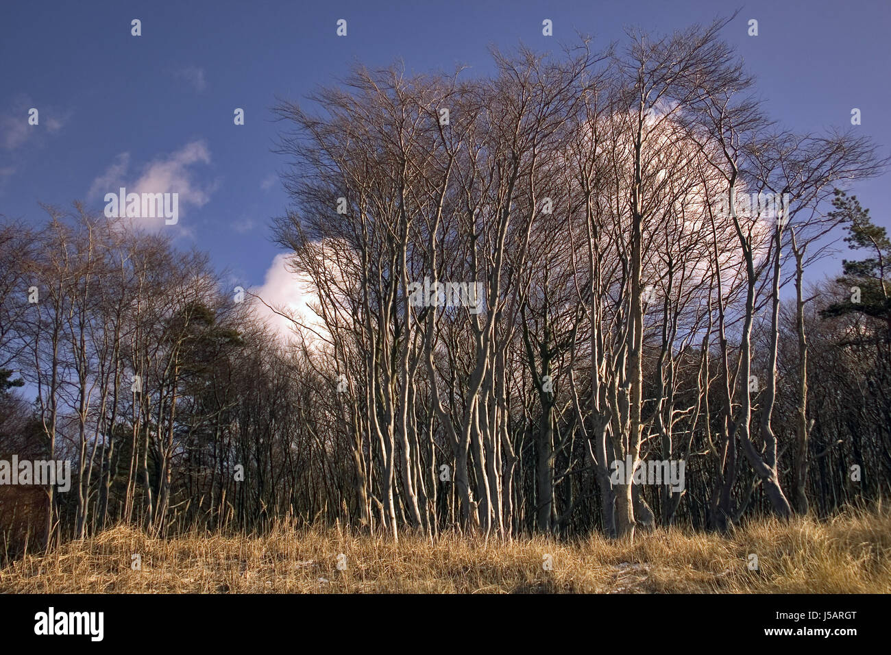 tree trees plant winter trunk tribes branches water baltic sea salt ...