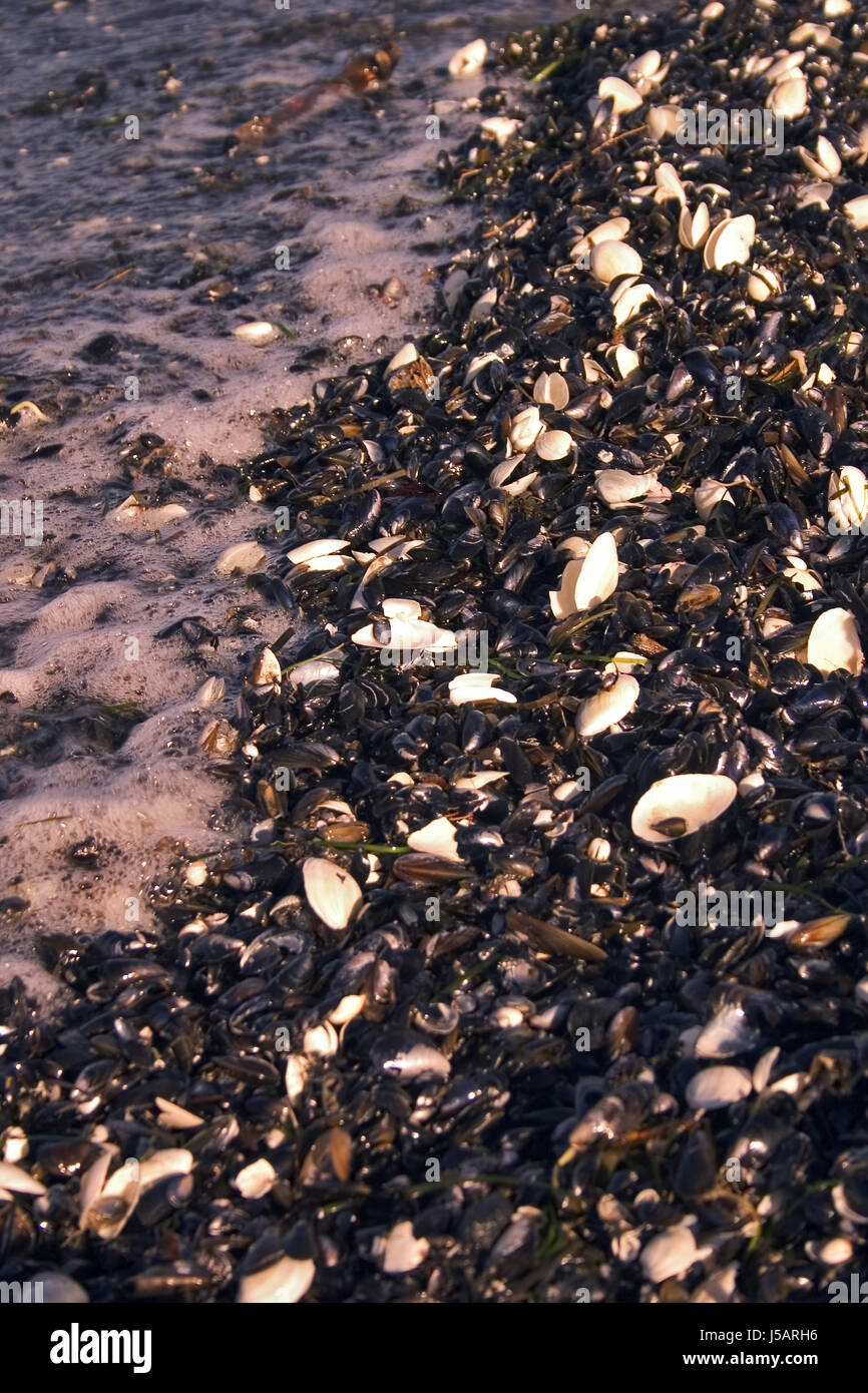 food aliment beach seaside the beach seashore shell water baltic sea ...