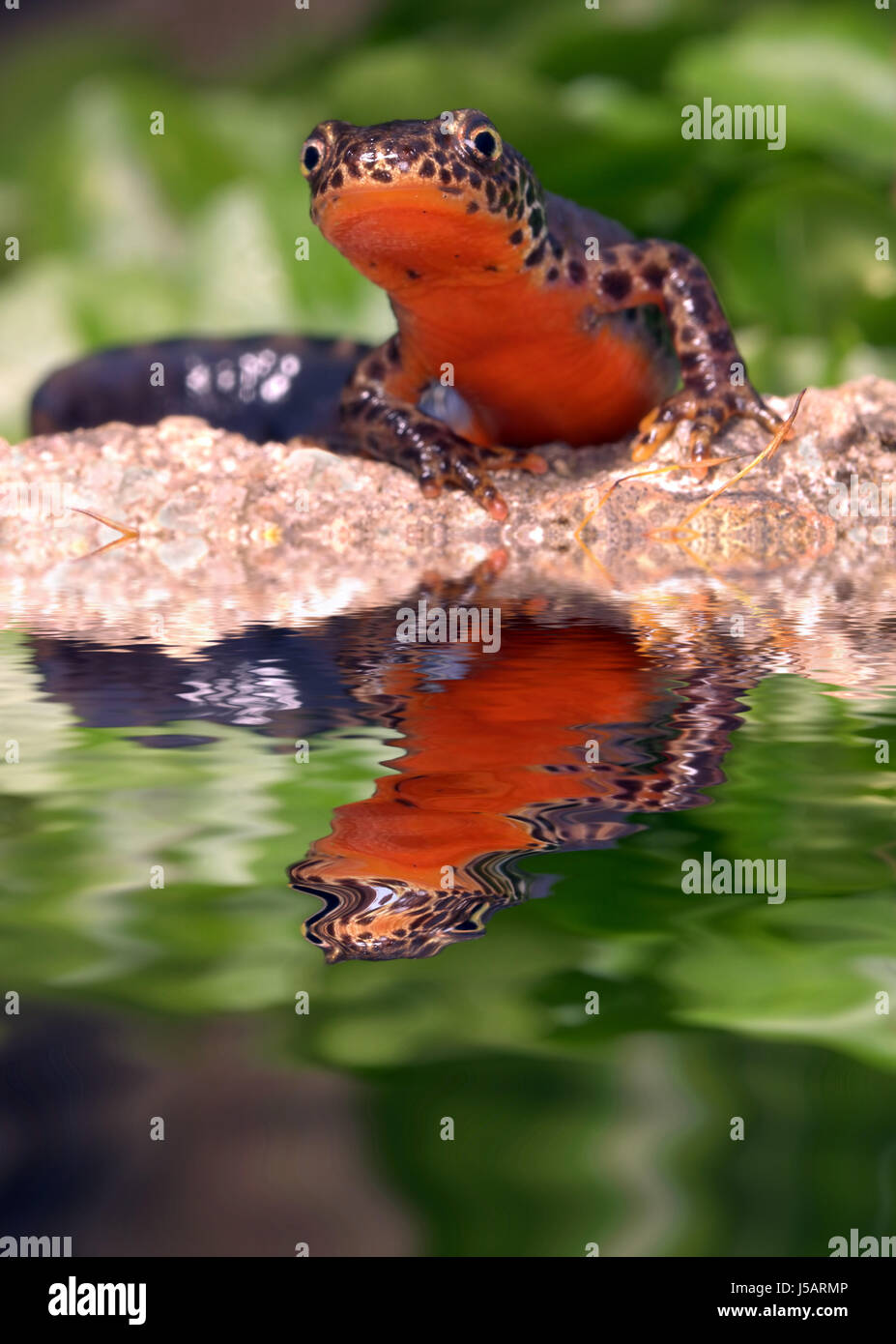 amphibian mirroring spring photo composition fresh water pond water ...