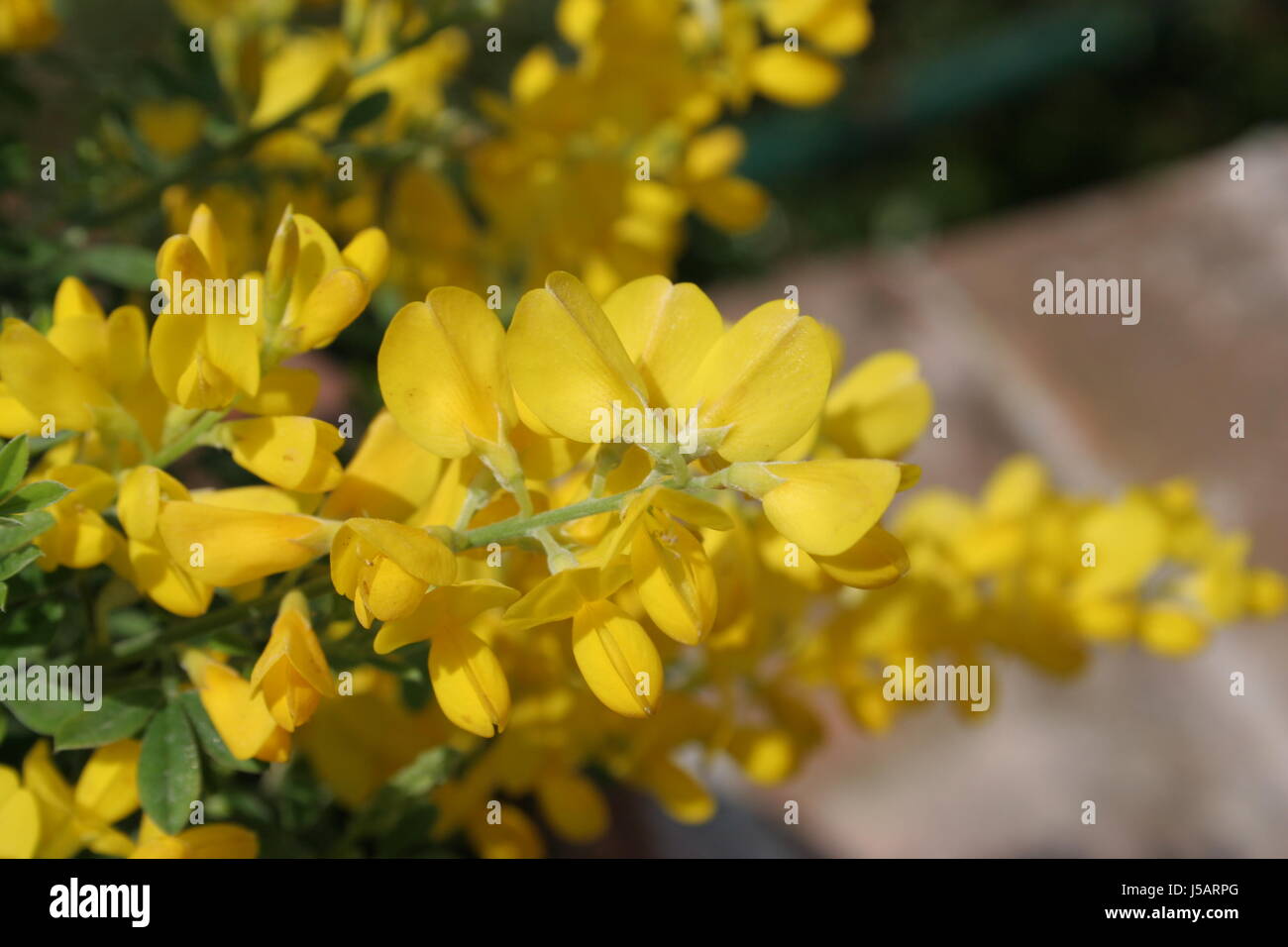 tuscan spring iii Stock Photo - Alamy