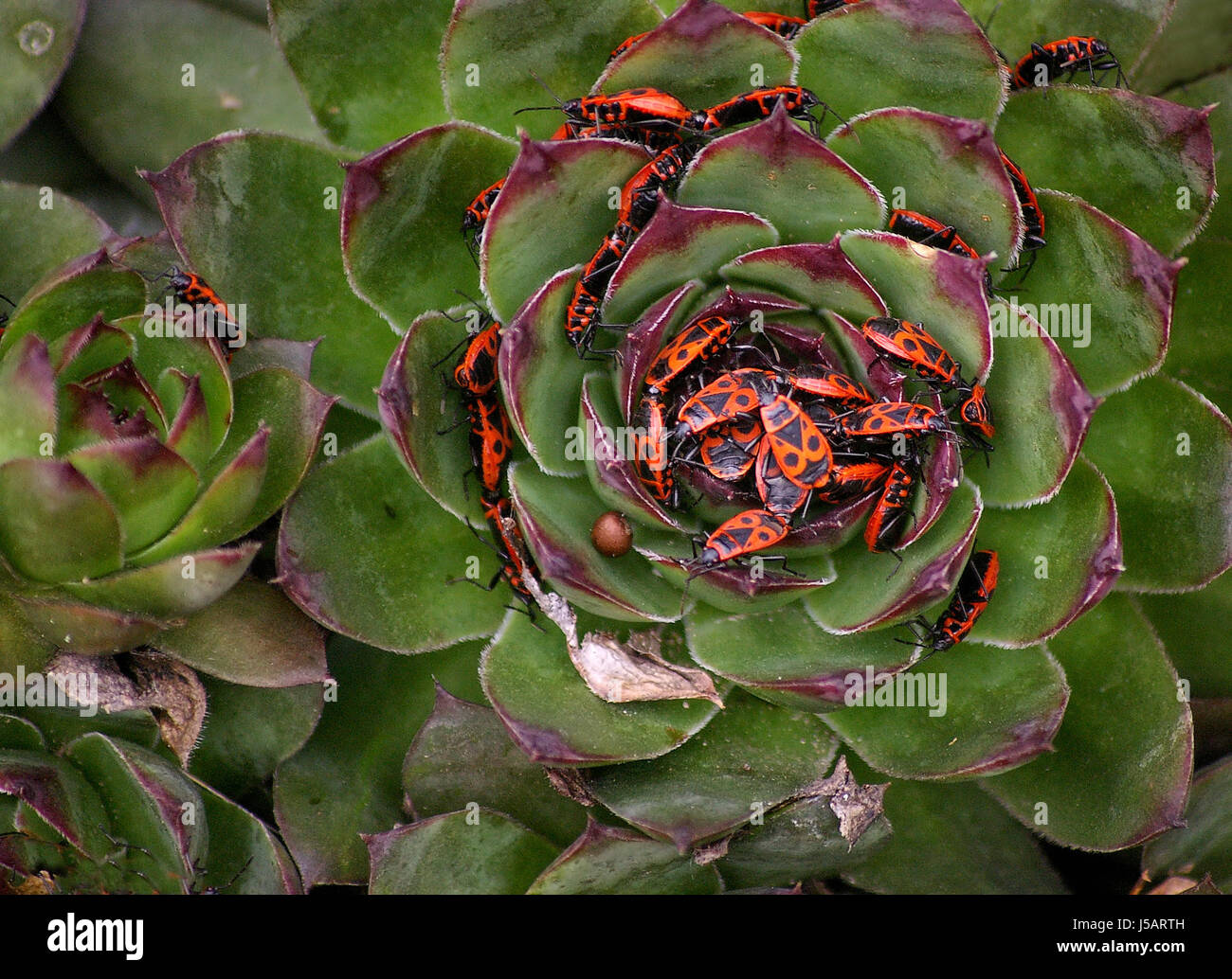 insects bugs feuerwanzen pyrrhocoridae landwanzen gemeine feuerwanze ...