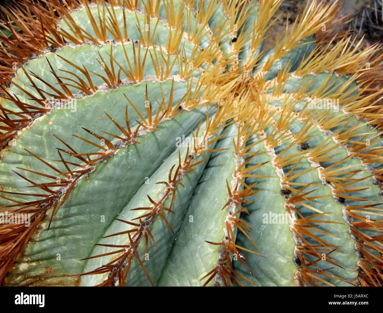 cacti prickly ribs ribbed pillared complete perfect kugelfrmig cactus ...
