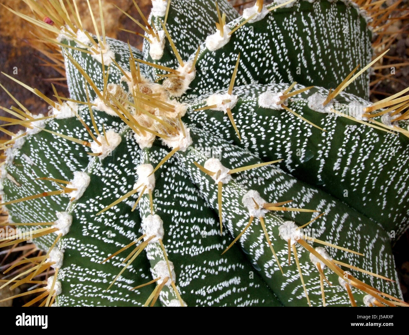 cacti prickly ribs ribbed pillared complete perfect kugelfrmig cactus ...