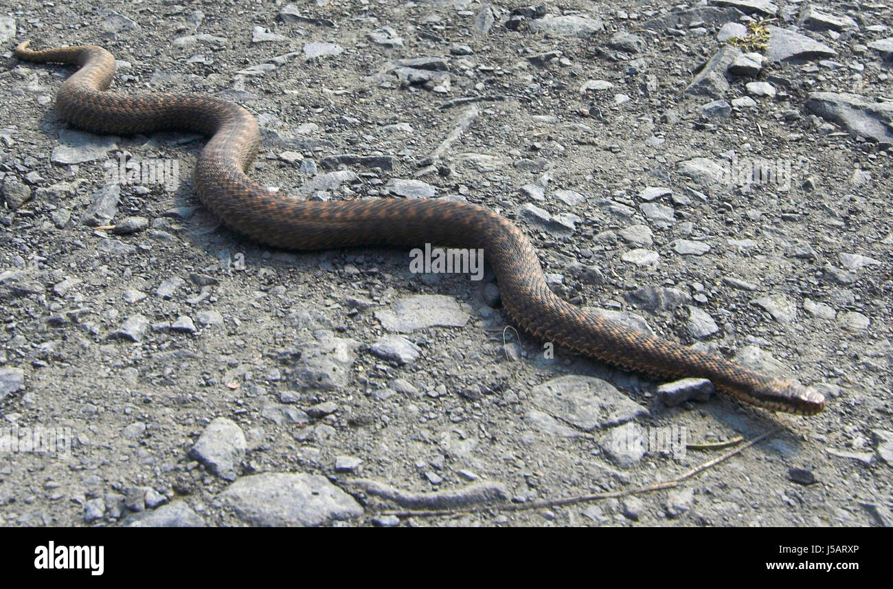 conservation of nature snake winter sleep poisonous snake adder germany ...