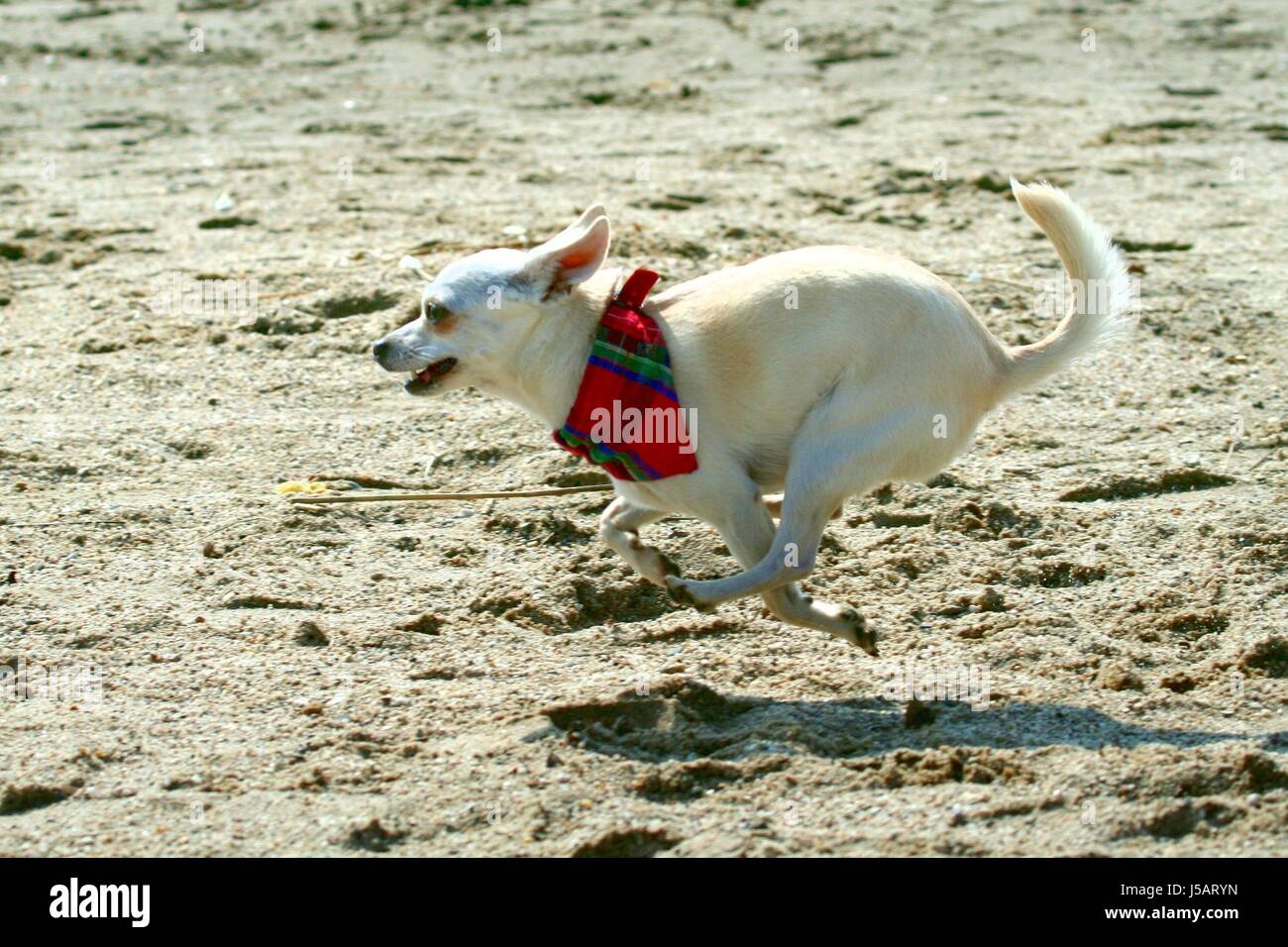 animal pet animals dog dogs sport sports run running runs event ...