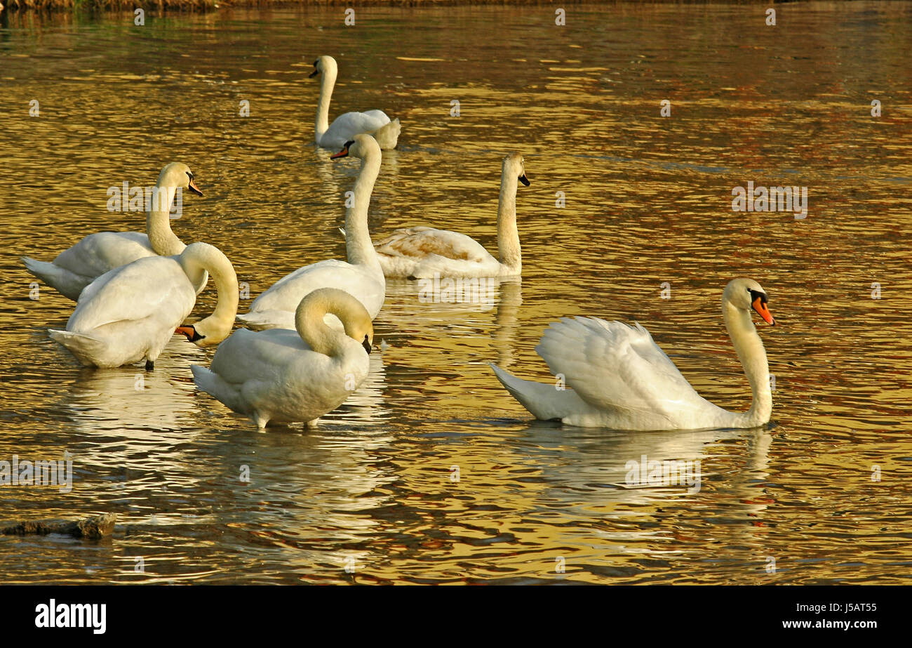 bird swans swan birds mood danube tomorrow tendency yellow ...