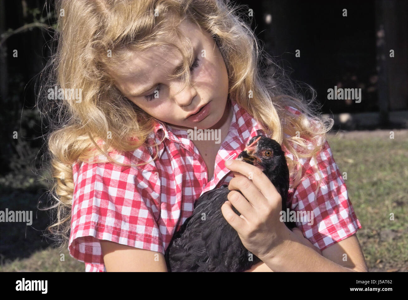 hand hands fodder eco feathers centre punch bird flu farm dedication ...