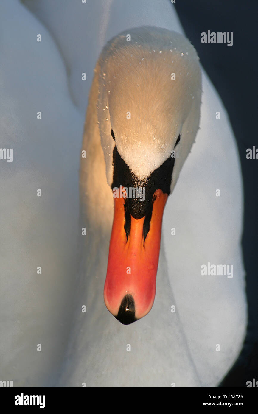 shine shines bright lucent light serene luminous bird animals portrait ...