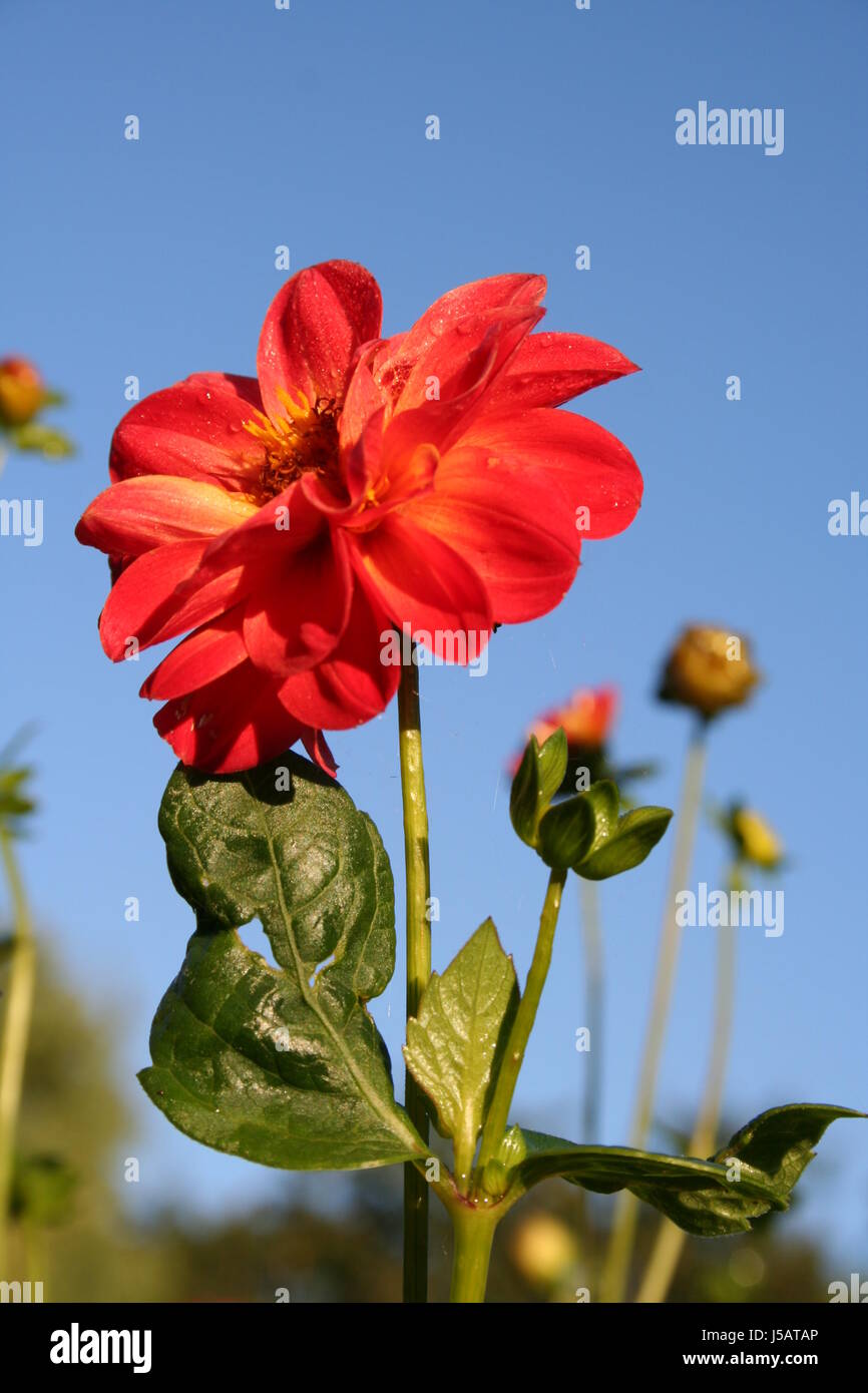 blue leaf garden flower plant green bloom blossom flourish flourishing ...