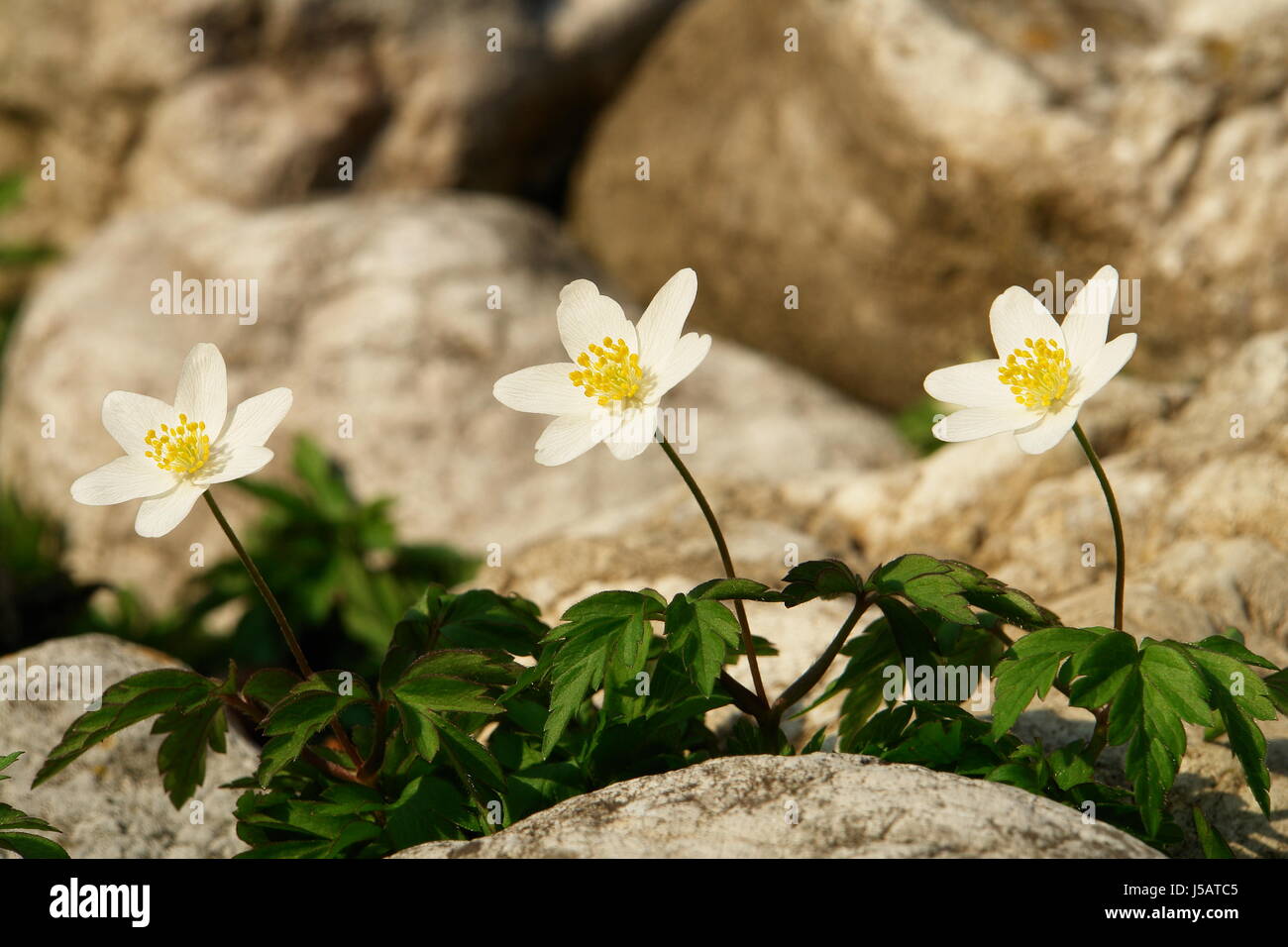 bloom blossom flourish flourishing flower flowers plant blossoms spring ...