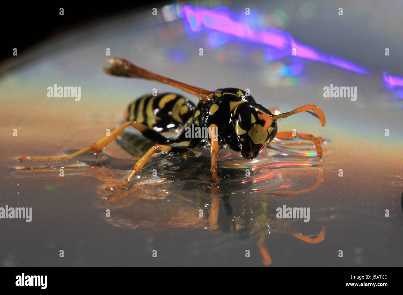 Insects drown hi-res stock photography and images - Alamy