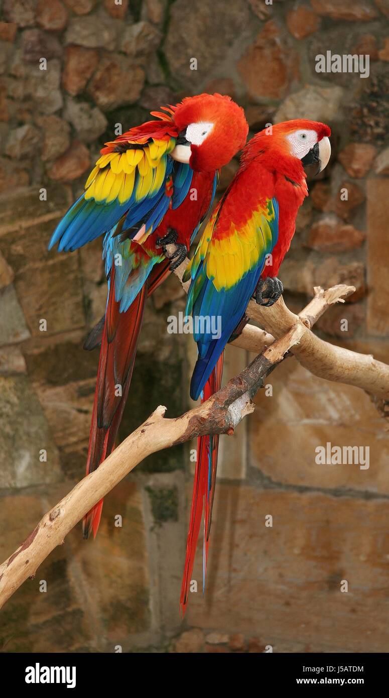 bird coloured colourful gorgeous multifarious richly coloured birds ...