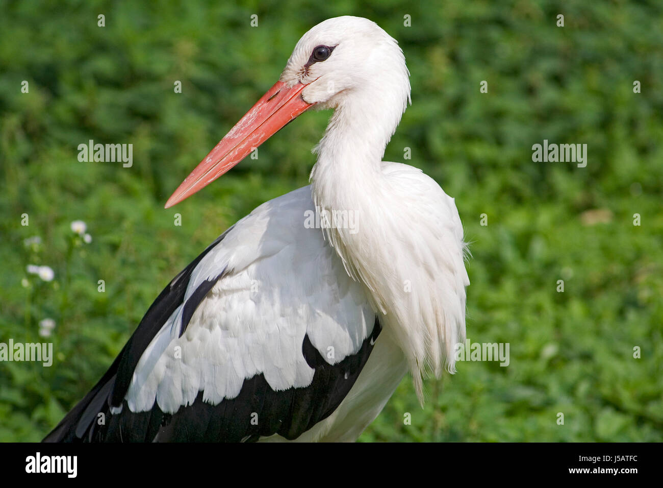 bird birds baby spring beak stork storks migrant birds of passage beaks child Stock Photo - Alamy