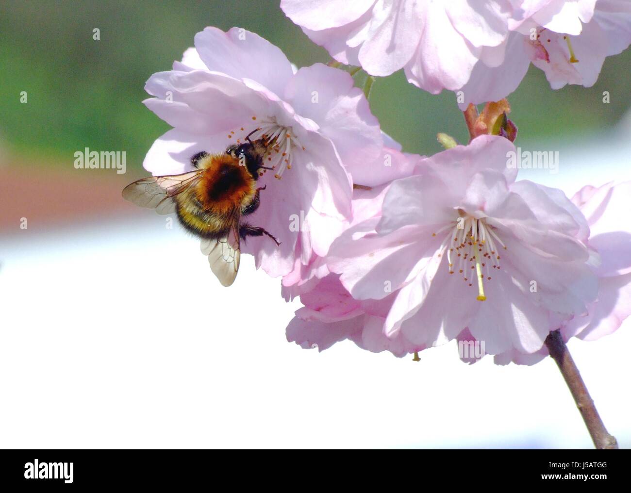 macro close-up macro admission close up view animal insect bumblebee ...