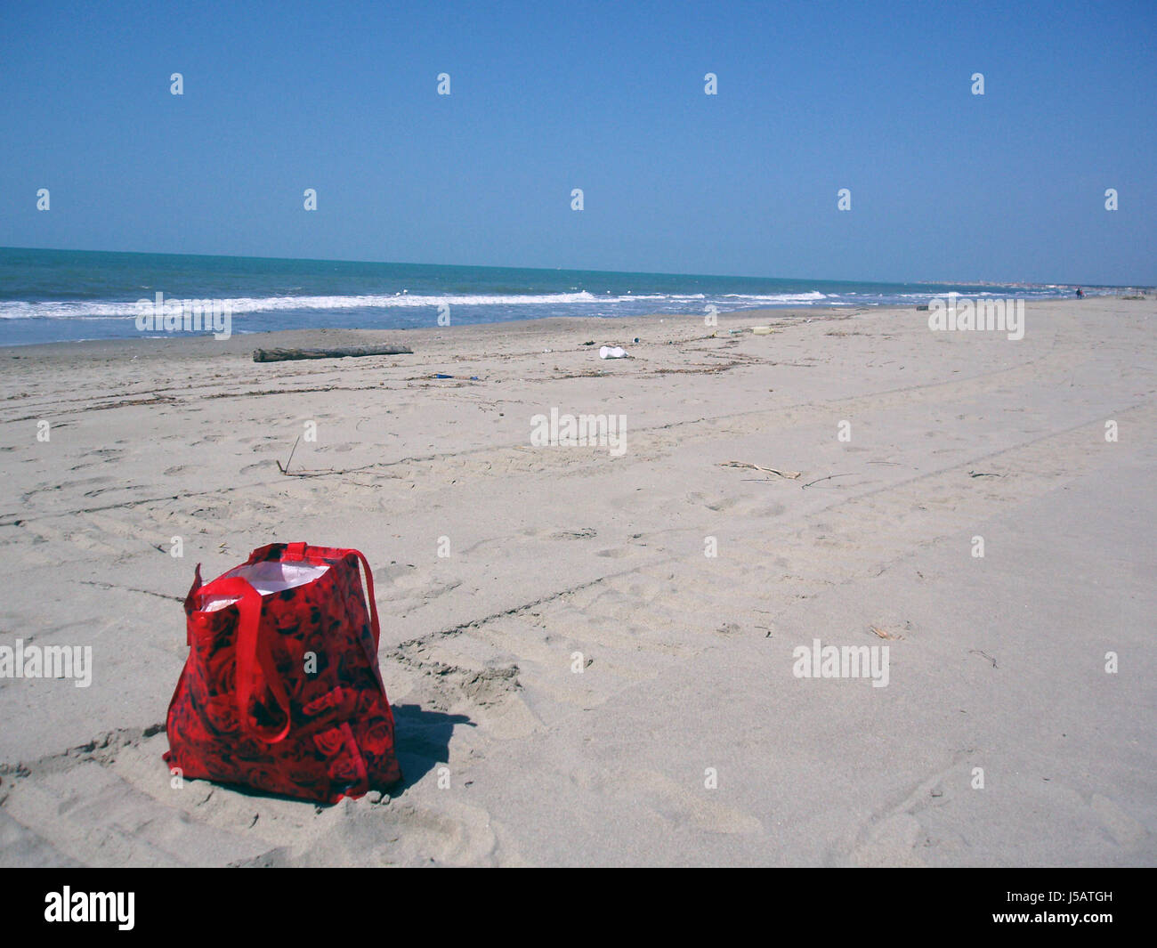 blue flower flowers plant beach seaside the beach seashore summer ...