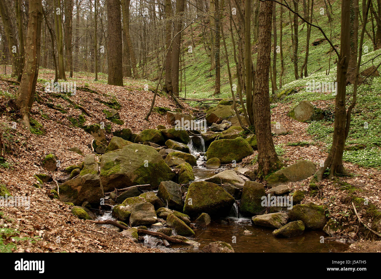 tree trees stream spring walk recuperation moss season streamlet path ...