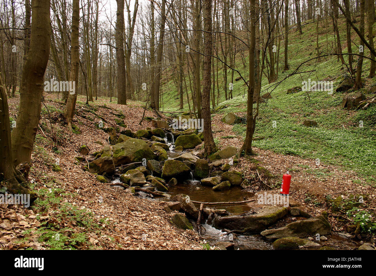 extinguisher tree trees stream spring walk recuperation moss season ...