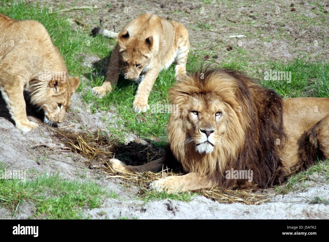 africa lion cat big cat feline predator male mane lions pack female ...