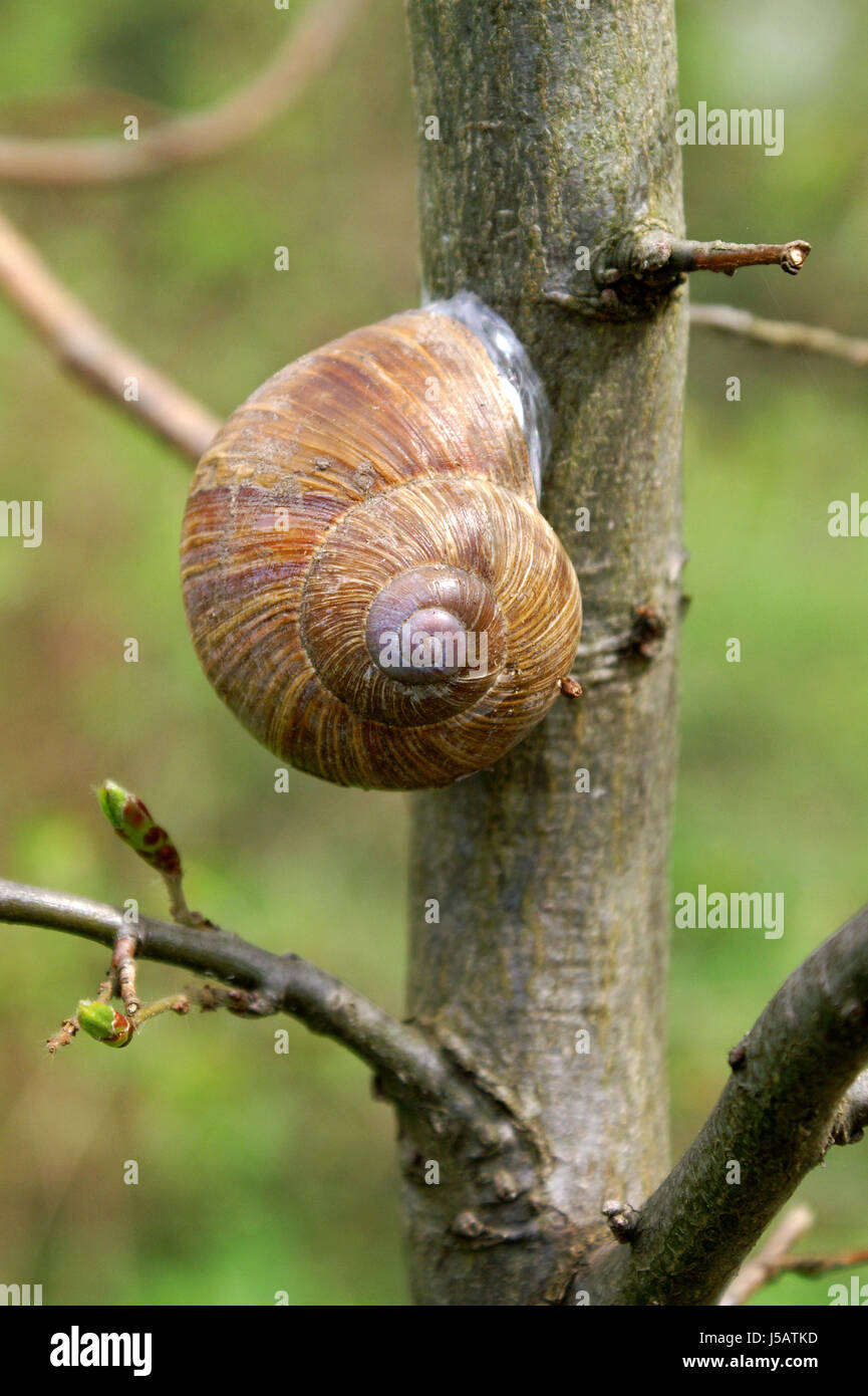 mollusc branch snail at a crawl snail shell slow speed velocity crawler ...