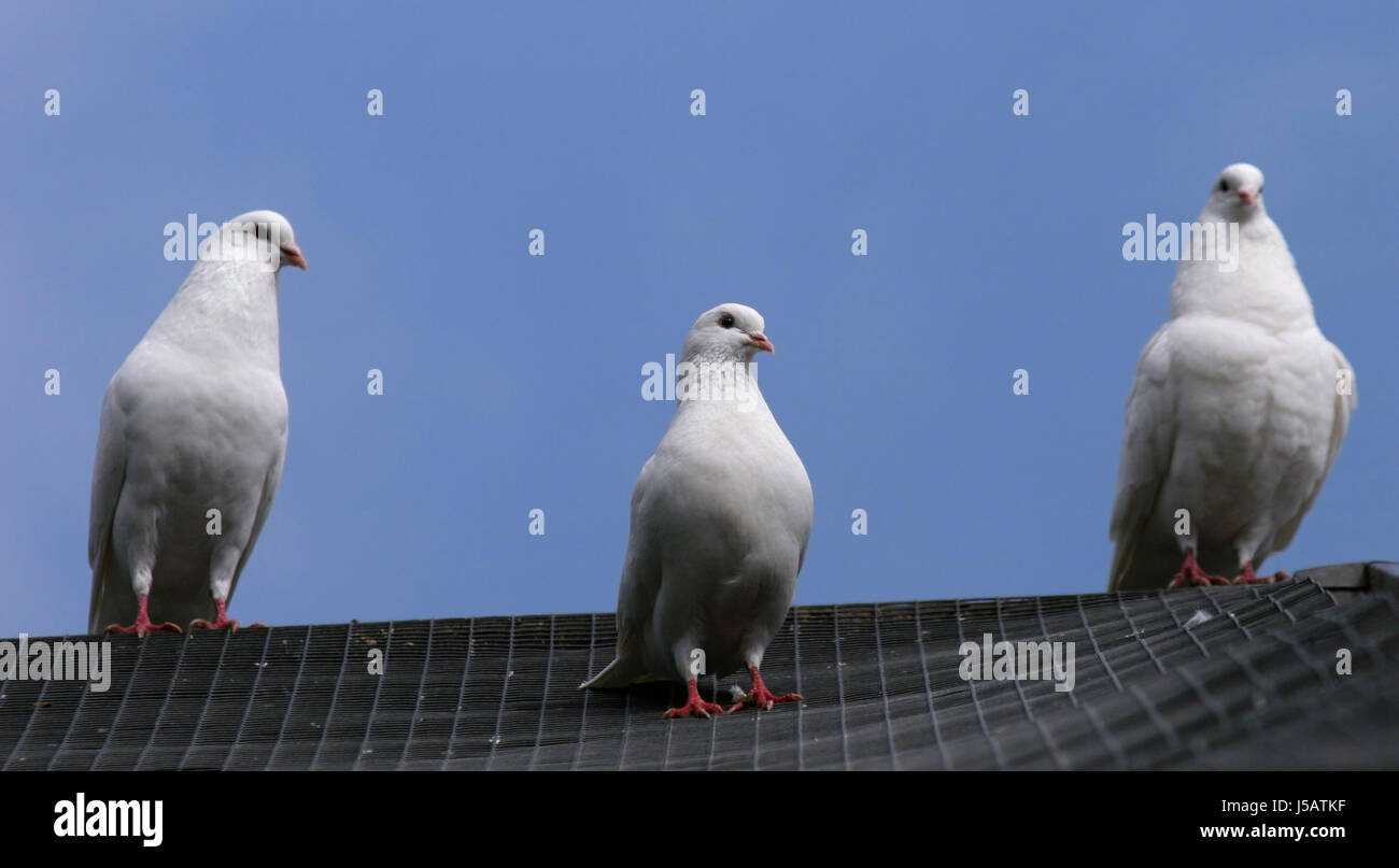 3 pigeons on the roof Stock Photo - Alamy