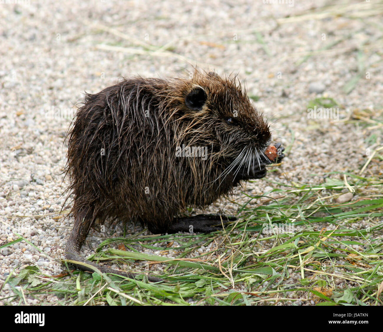 mammal green rodent fur skin wet tail claws carrot gnawers wildlife ...