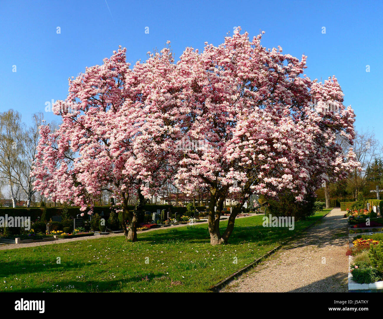 blue tree trees coloured colourful gorgeous multifarious richly ...