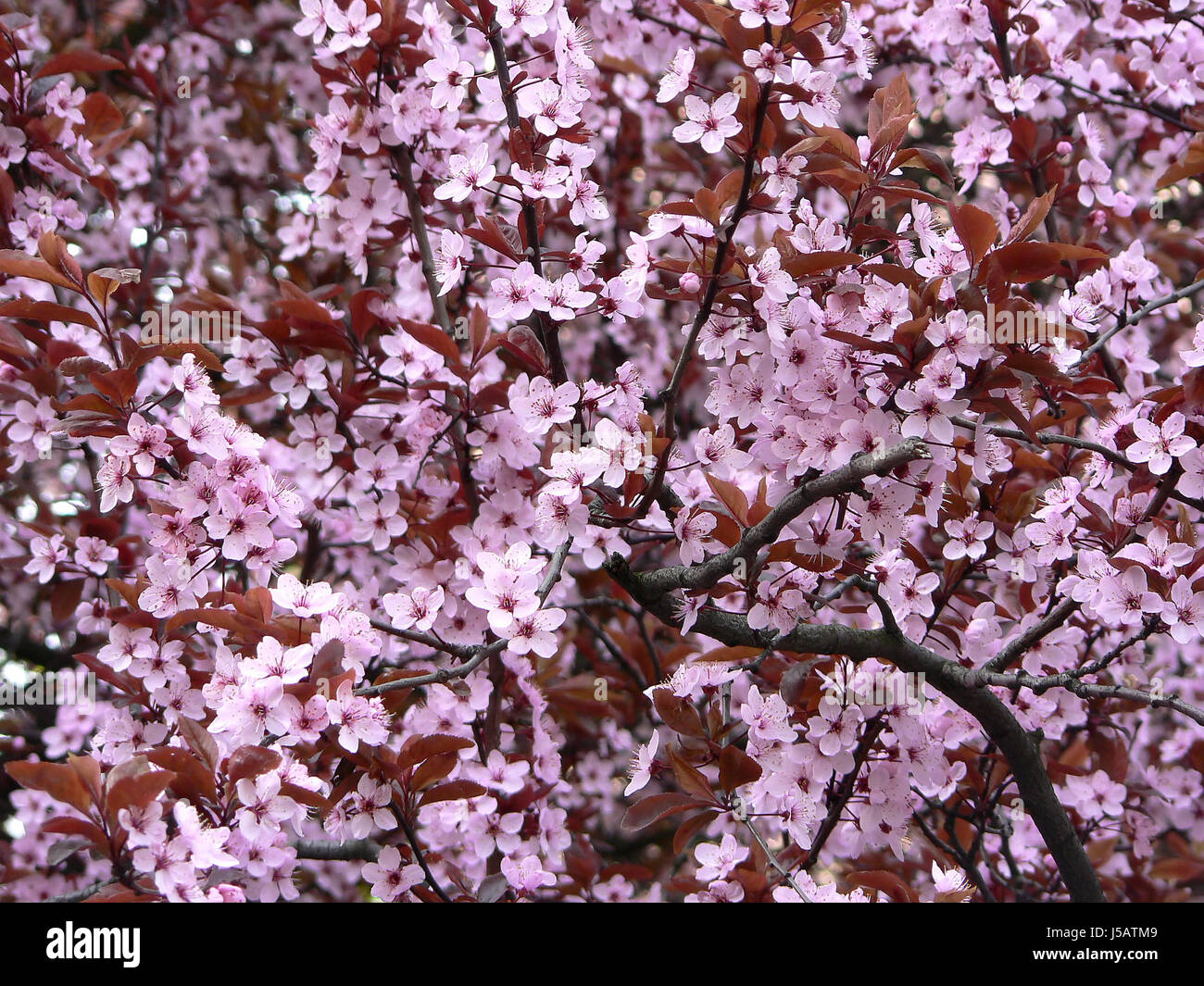 decorative plant cherry plum blutpflaume prunus cerasifera myrobalane ...